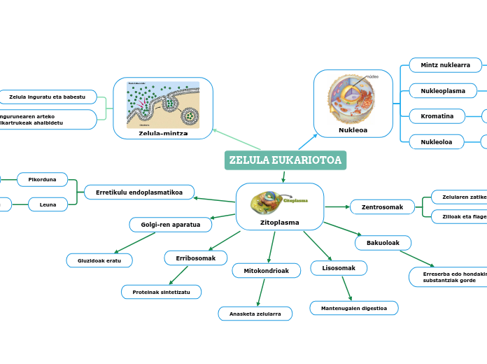 ZELULA EUKARIOTOA - Mind Map